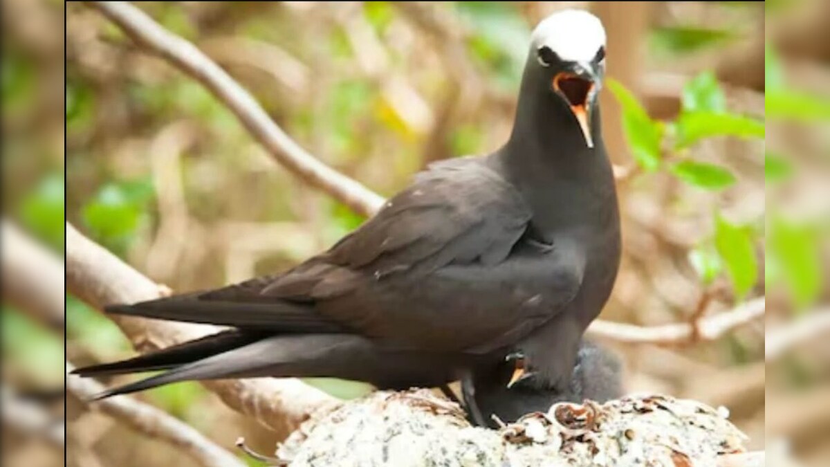 పక్షులను చంపే ‘బర్డ్‌ క్యాచర్’ చెట్టు.. వీటి కొమ్మలపై వాలితే చావే గతి ...