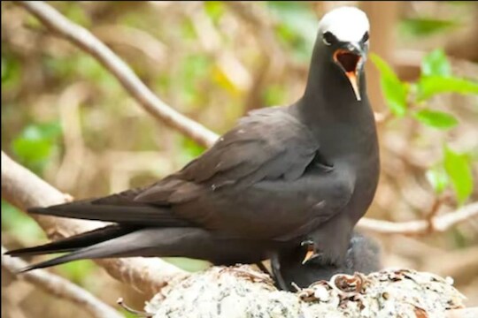 పక్షులను చంపే ‘బర్డ్‌ క్యాచర్’ చెట్టు.. వీటి కొమ్మలపై వాలితే చావే గతి ...