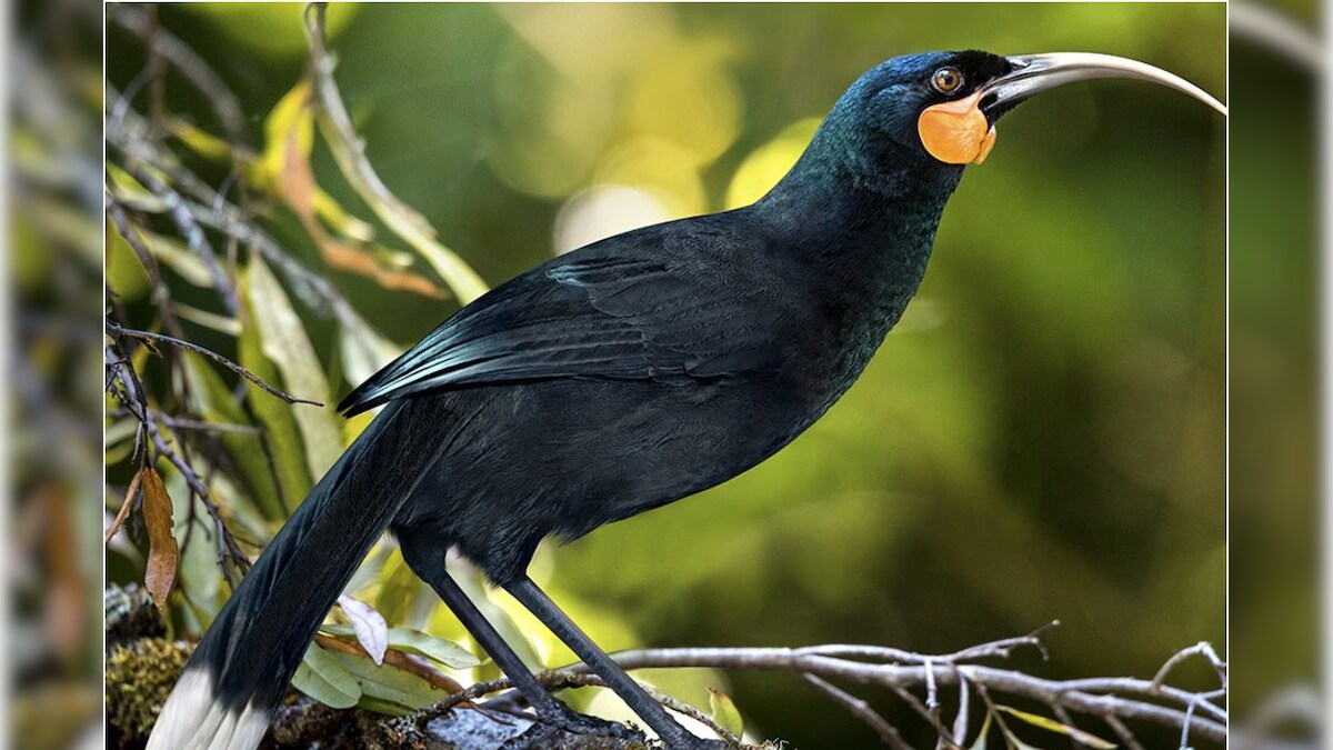 Huia Bird: ప్రపంచంలో అత్యంత విలువైన పక్షి.. దీని ఈక ధర బంగారం కంటే ...