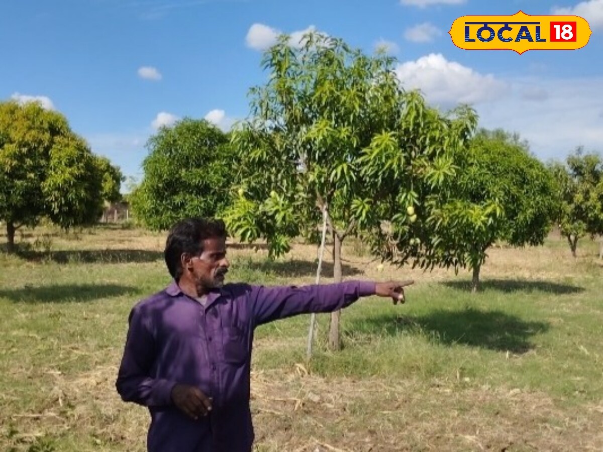 This retired employee growing orchards in the vacant lot behind his ...