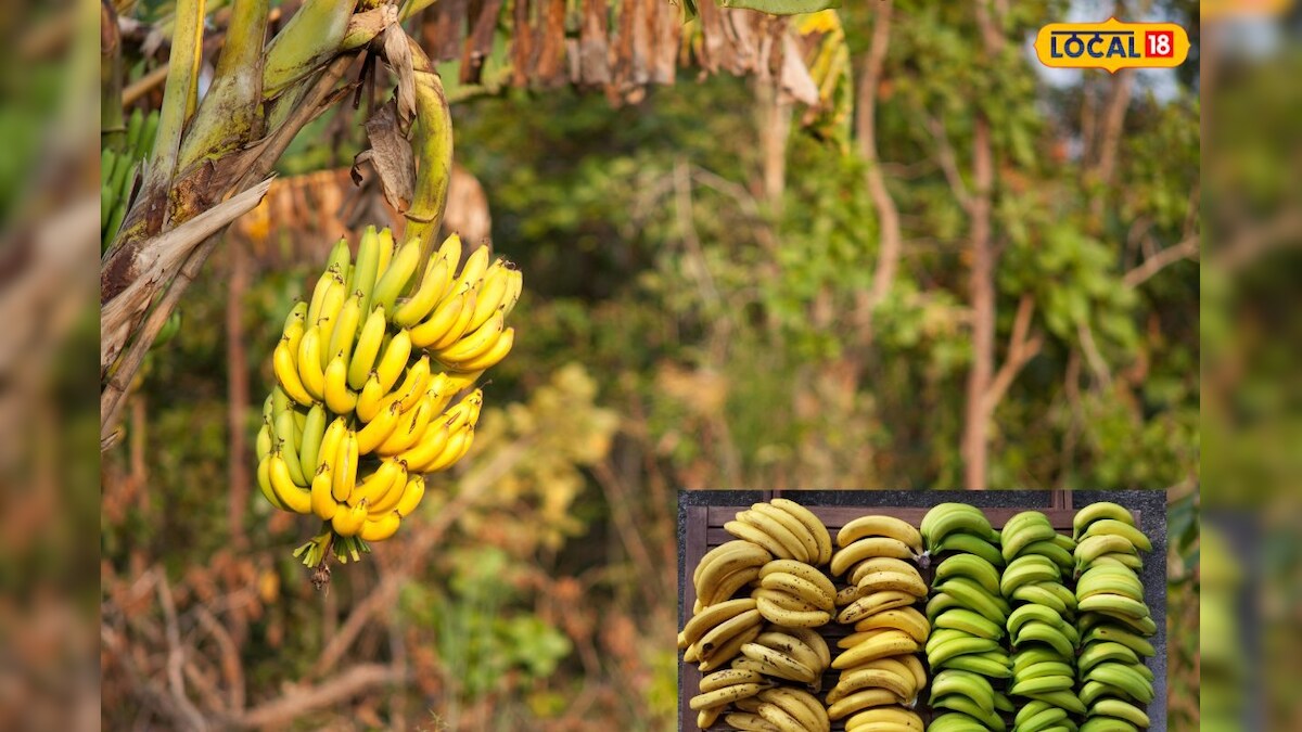 అరటి గెల ధర ఇంత తక్కువగా ఉంటుందా.. వావ్.. చవక చవక.. Banana gela is ...