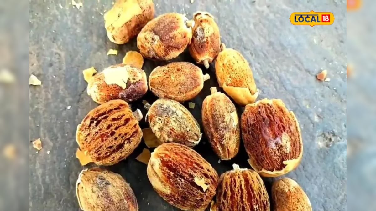 ఈ పండు తింటే కామెర్లు మాయం.. కడుపు ఉబ్బరం ఉండదు! | Gara fruit benefits ...