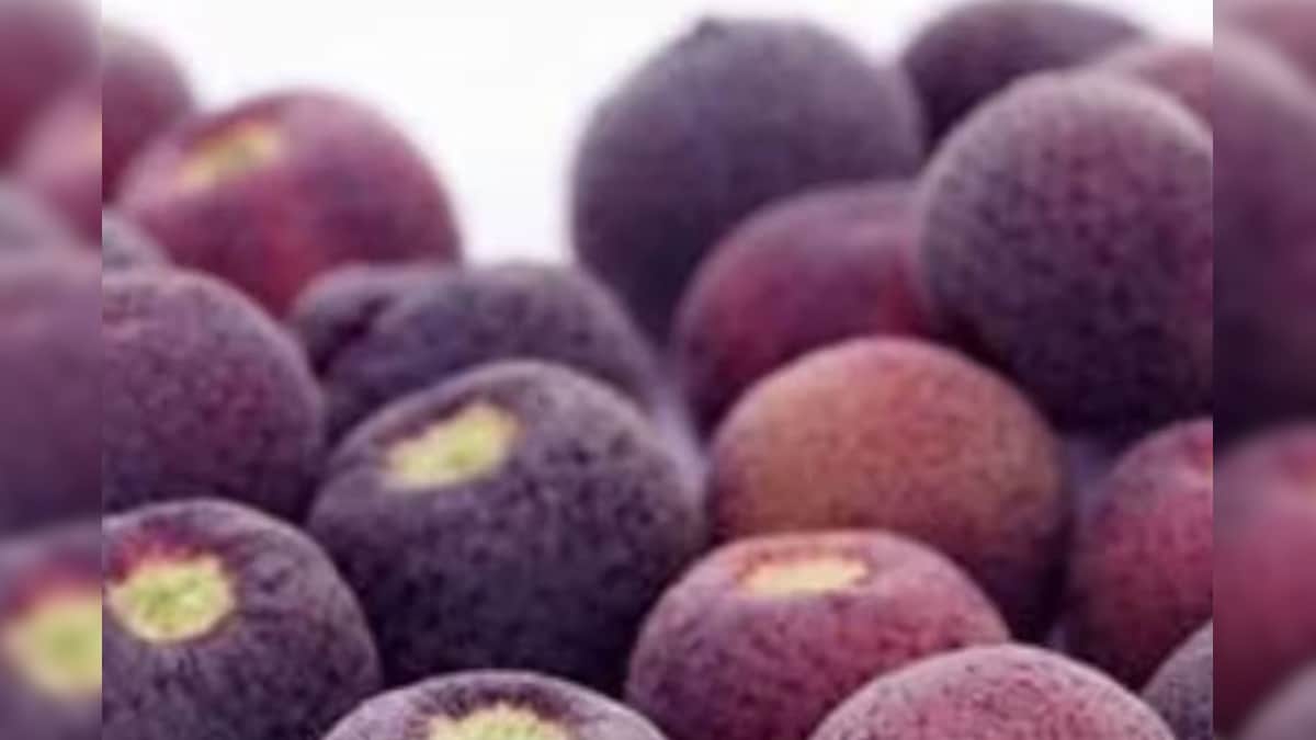Falsa Fruit: శరీరాన్ని చల్లబర్చే పండు.. తింటే వేసవిలో కూల్ కూల్.. | five astonishing advantages ...