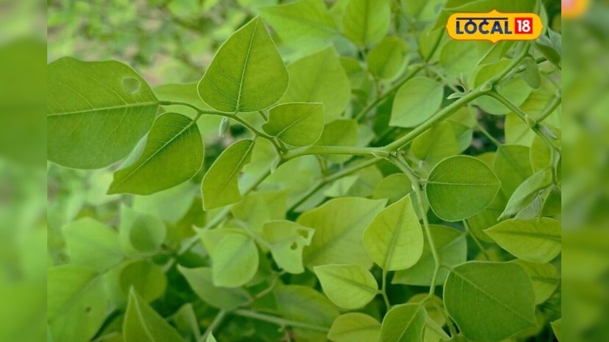 పైసా ఖర్చు లేకుండా దొరికే ఈ చెట్టు ఆకులు, కాయలతో చాలా వ్యాధులు దూరం ...