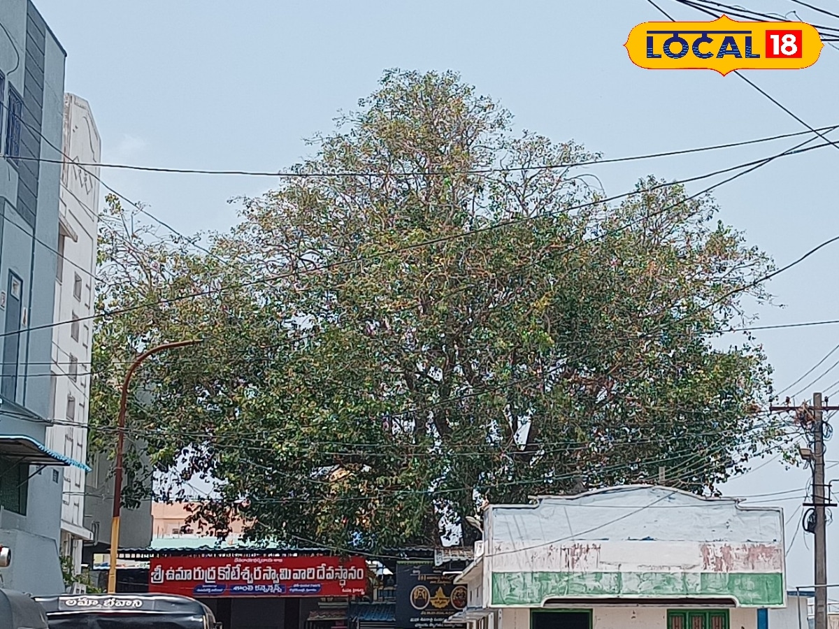 ఈ రావి చెట్టుకు 400 ఏళ్ల చరిత్ర... ఇక్కడ 108 సార్లు ప్రదక్షిణలు చేస్తే ...