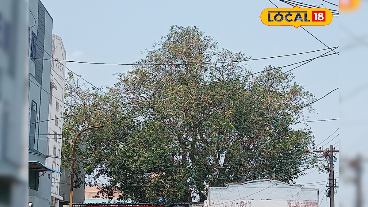 ఈ రావి చెట్టుకు 400 ఏళ్ల చరిత్ర... ఇక్కడ 108 సార్లు ప్రదక్షిణలు చేస్తే ...