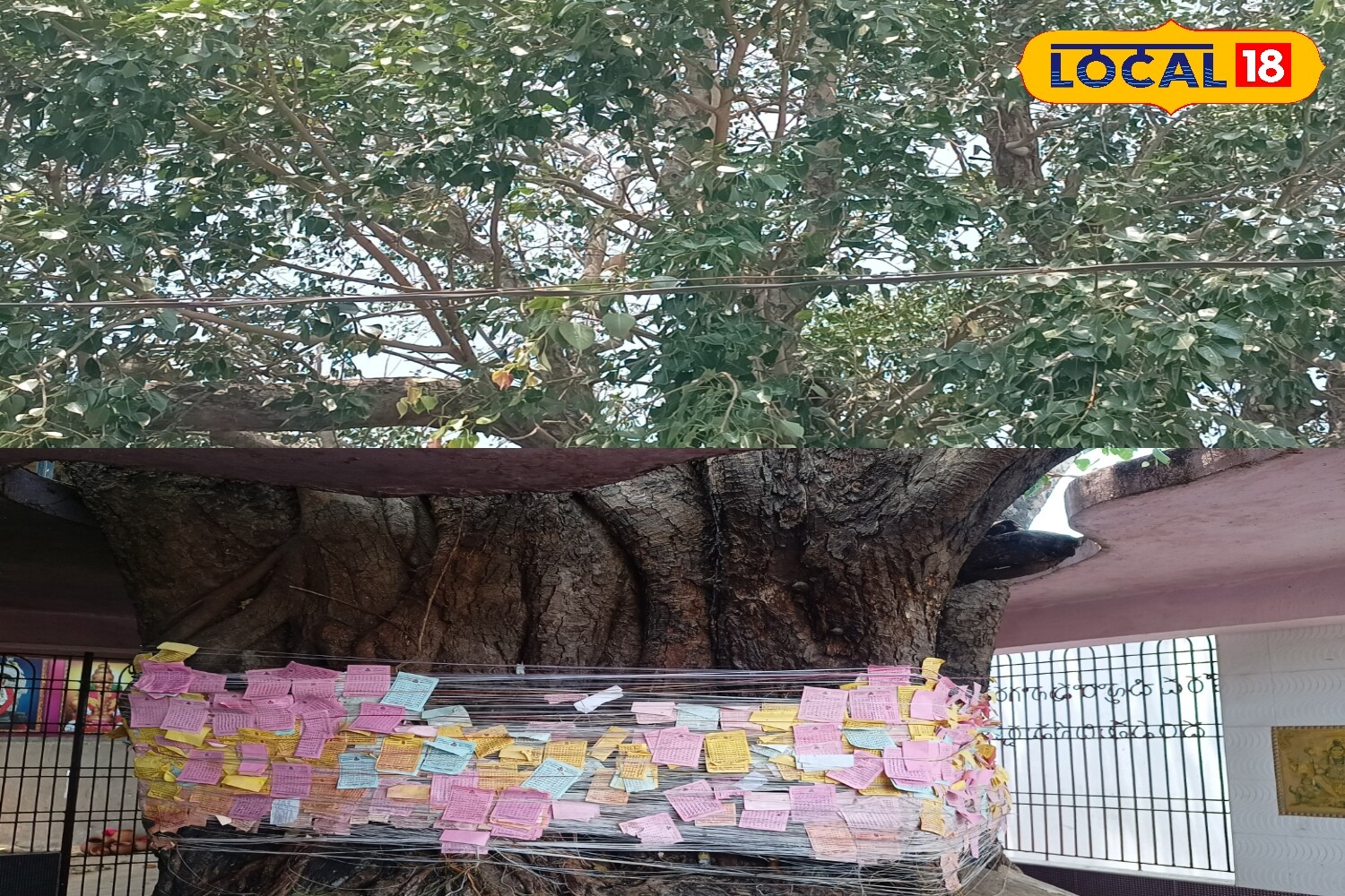 ఈ రావి చెట్టుకు 400 ఏళ్ల చరిత్ర... ఇక్కడ 108 సార్లు ప్రదక్షిణలు చేస్తే ...