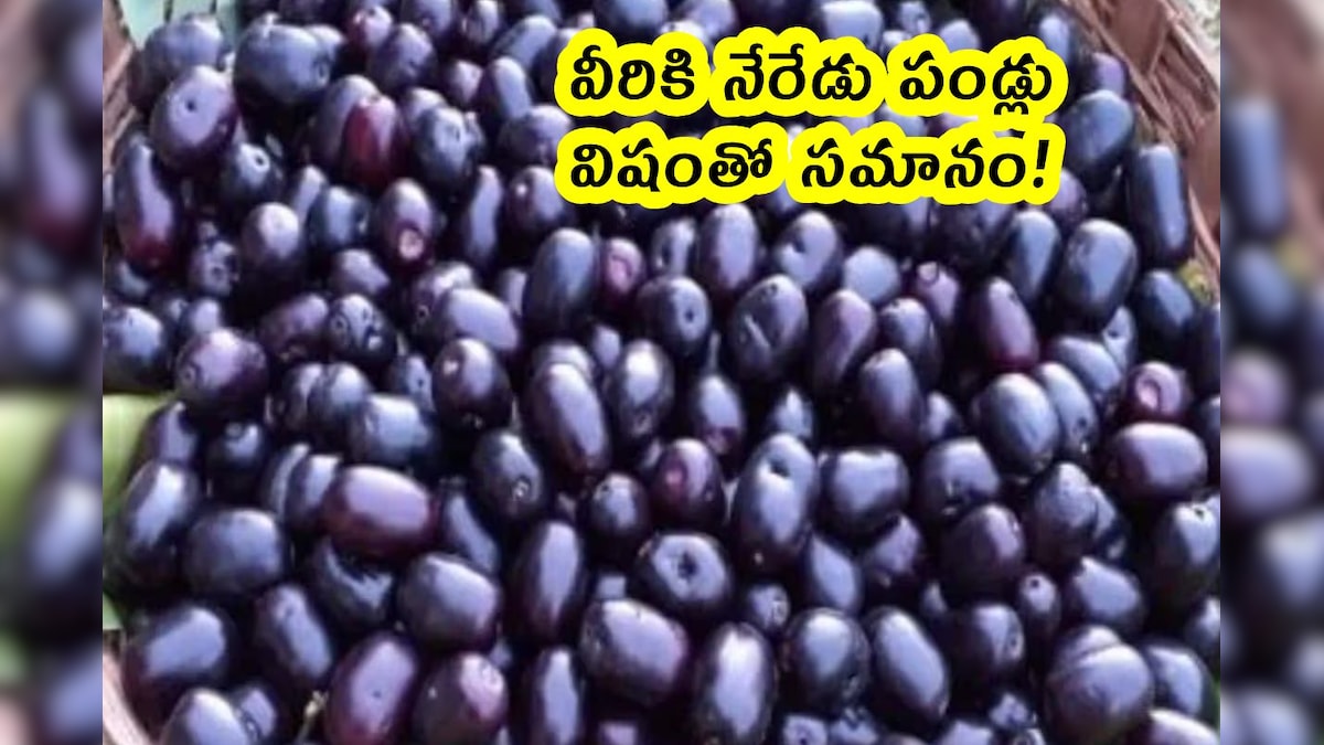 Black Jamun: వీరు పొరపాటున కూడా నేరేడు పండ్లు తినకూడదు? చాలా డేంజర్ ...