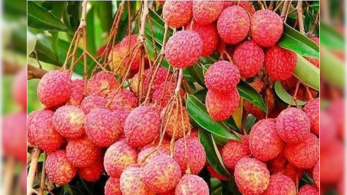 litchi seasonal fruit do not eat lichu daily then health problem ...