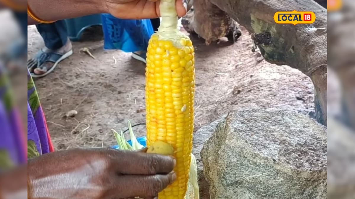 Corn: వీళ్లు మాత్రం మొక్కజొన్న అస్సలు తినకూడదు.. కారణం ఇదే..! | Know ...