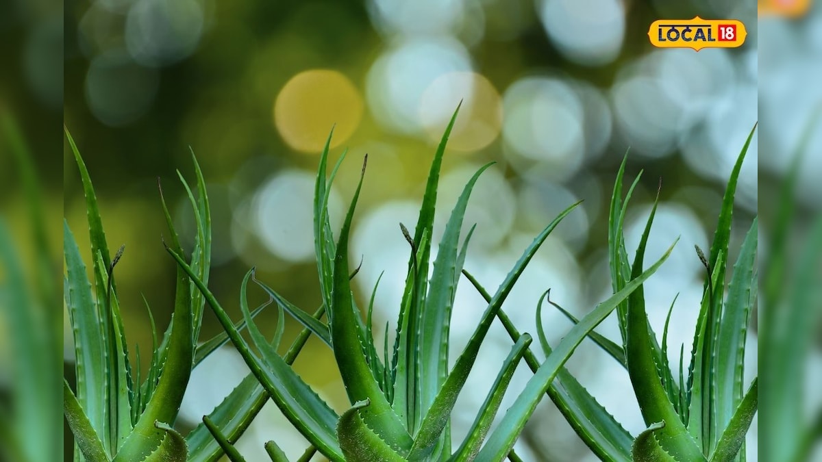 vastu dosh tips aloe vera also causes defects know plantation method in home planted wrong uproot.