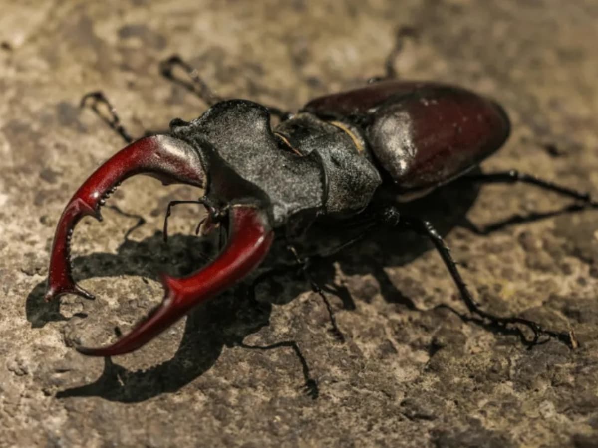 Stag Beetle: పురుగే కదా అని తీసిపారేయకండి.. ఇది ప్రపంచంలోనే విలువైన ...