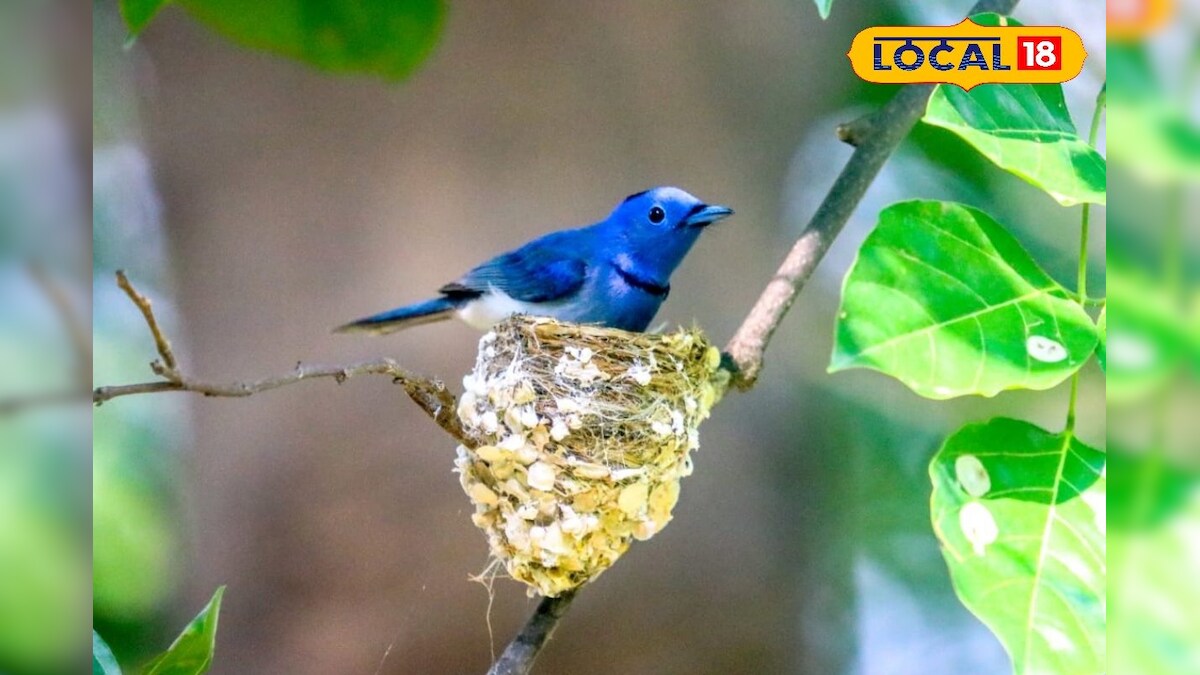 పక్షుల కిలకిలలు.. విన్యాసాలు చూసేందుకు క్యూ కడుతున్న యాత్రికులు ...