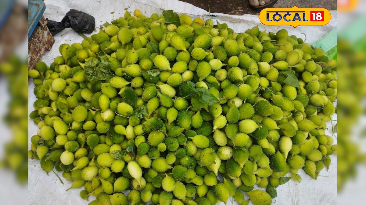 బోడ కాకరకాయలతో ఎన్ని లాభాలో తెలుసా.. అందుకే ఇంత డిమాండ్.. Do you know ...