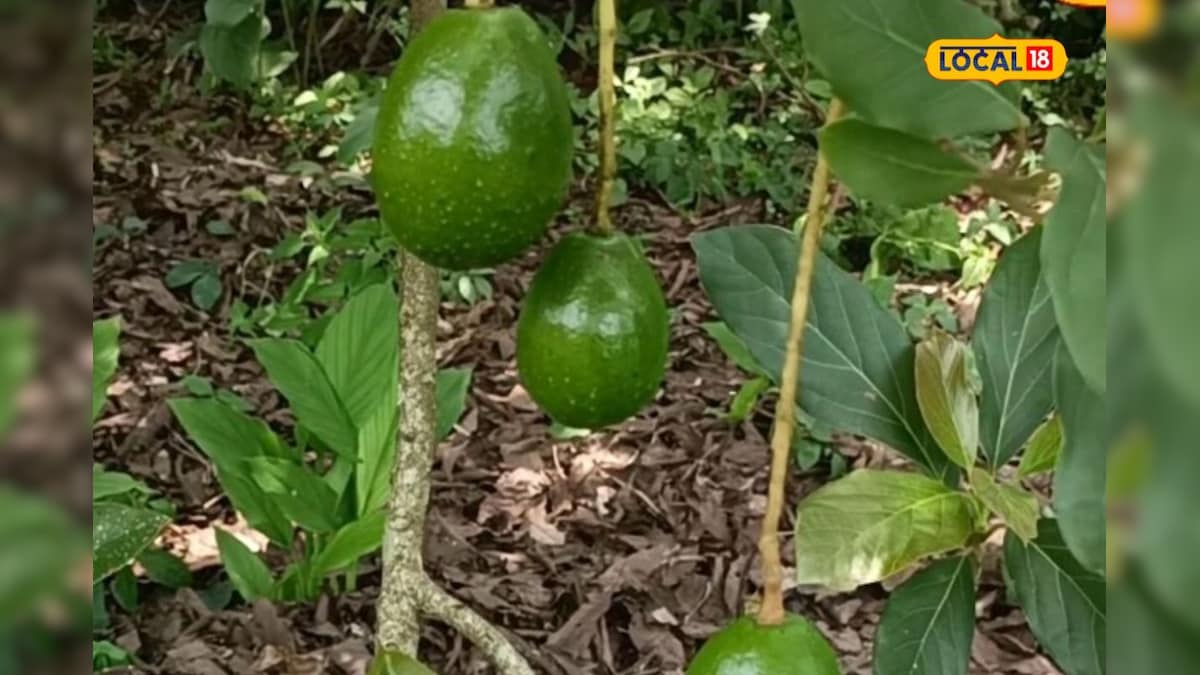 Fruits: శ్రీలీలను మించిన గ్లామర్ కావాలంటే.. ఈ పండును తినండి ...