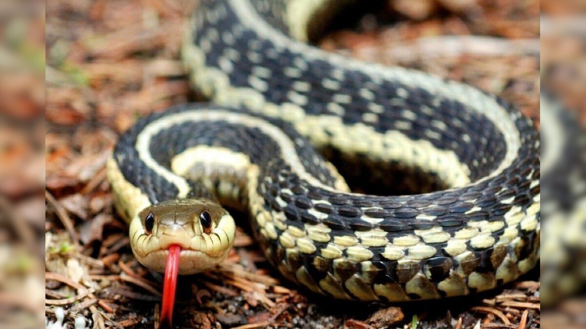 Snakes: పాములకు కాళ్లు ఎందుకు ఉండవో తెలుసా? వెలుగులోకి ఆశ్చర్యపరిచే ...