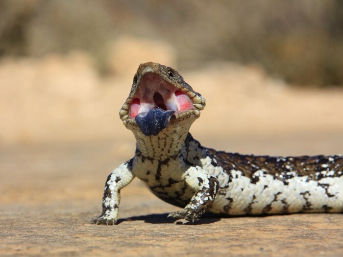 GK: ఈ బల్లుల నాలుక బ్లూ రంగులో ఉంటుంది.. వీటి స్పెషాలిటీనే వేరు|blue ...