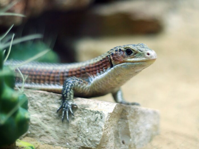 GK: ఈ బల్లుల నాలుక బ్లూ రంగులో ఉంటుంది.. వీటి స్పెషాలిటీనే వేరు|blue ...