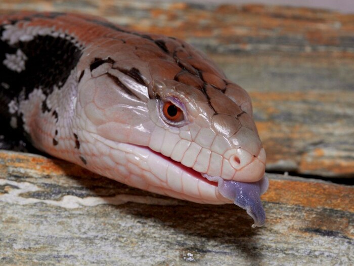 GK: ఈ బల్లుల నాలుక బ్లూ రంగులో ఉంటుంది.. వీటి స్పెషాలిటీనే వేరు|blue ...