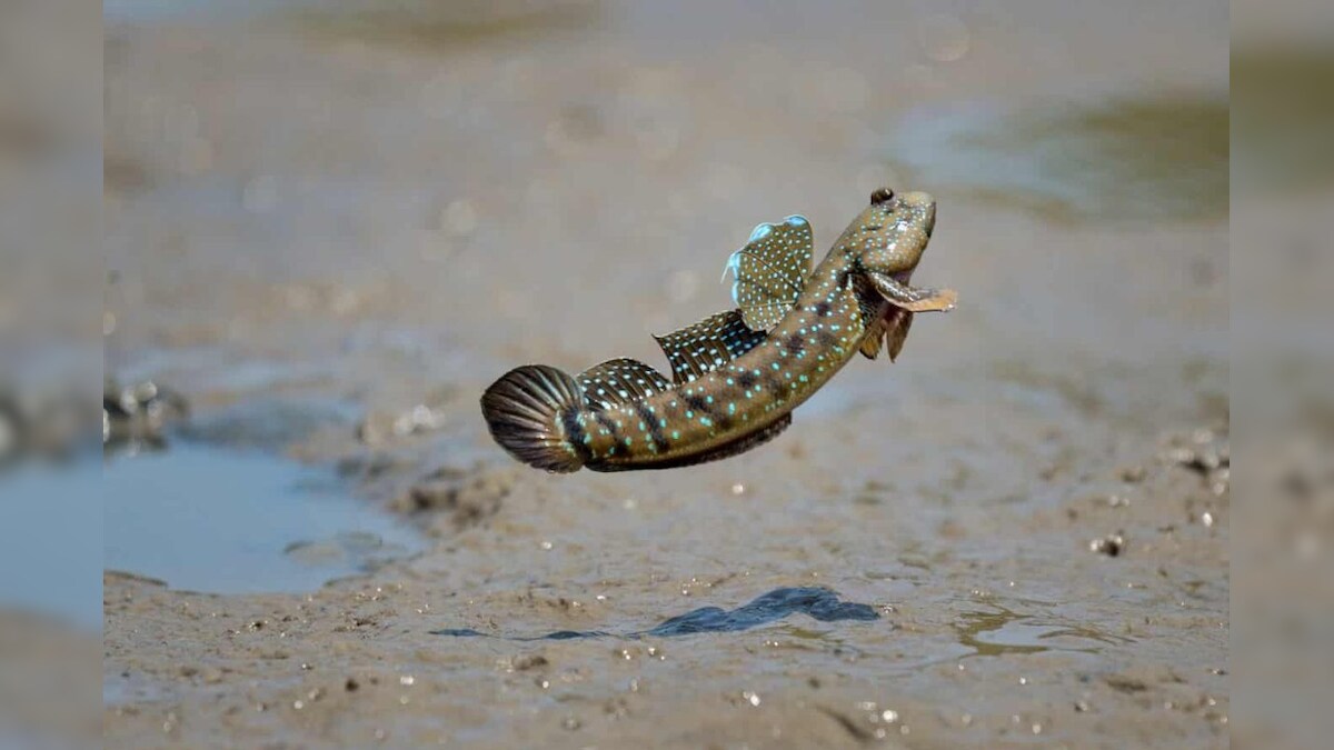 Walking fish: భలే భలే చేప.. ఇది నడుస్తుంది.. గెంతుతుంది కూడా.. ఎక్కడ ...