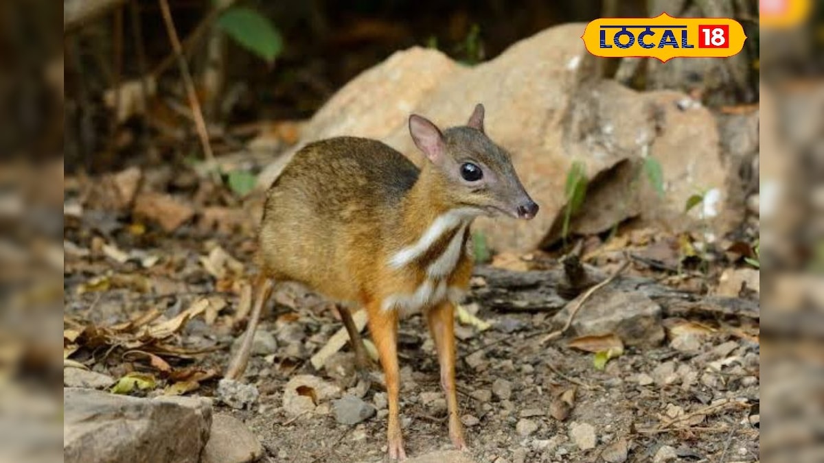 Animal: ఈ జంతువును మీరెప్పుడూ చూసి ఉండరు.. పేరు తెలిస్తే చెప్పండి ...