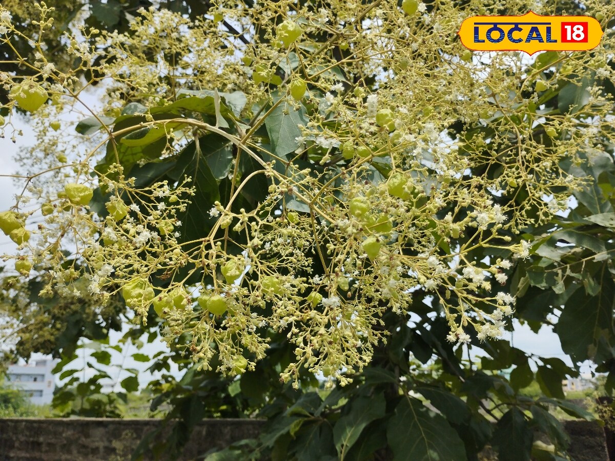 ఆదిలాబాద్ అడవుల్లో విరగబూసిన టేకు పువ్వు.. A teak blossom bloomed in ...