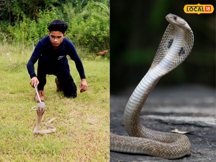Snake Bite : పాము కరిస్తే వెంటనే ఈ పనులు చేయాలి.. అలాగే వీటిని అస్సలు ...