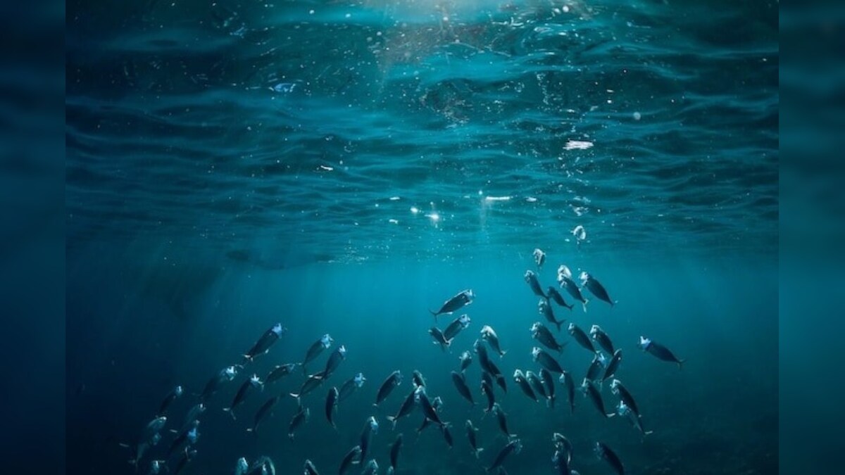 Deep-sea Creatures: సముద్ర లోతుల్లో జీవించే జలచరాలు.. అవి తీవ్ర ...