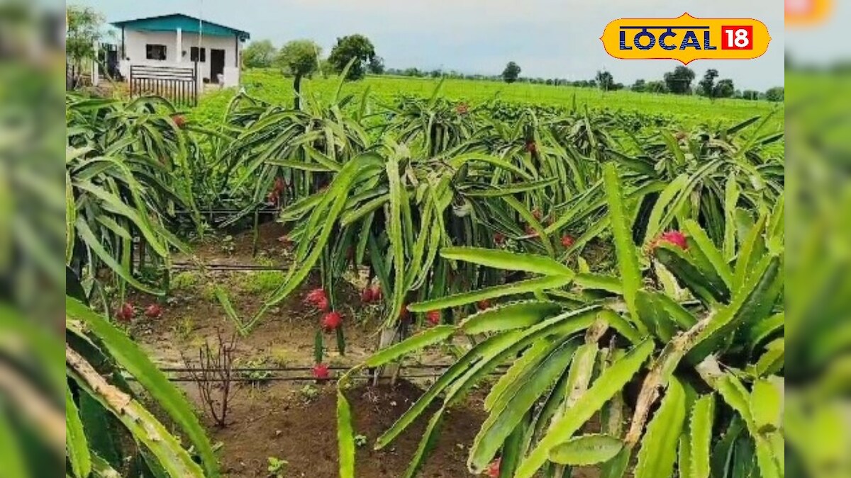 డ్రాగన్ ఫ్రూట్‌ సాగు.. లక్షల్లో ఆదాయం.. ఈ ట్రిక్స్ మీరూ తెలుసుకోండి ...