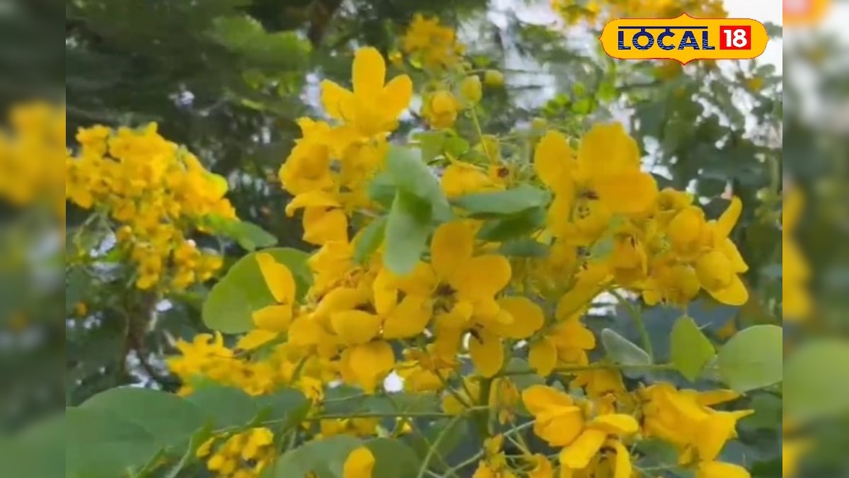 Thangedu puvvu | తెలంగాణ - News18 తెలుగు