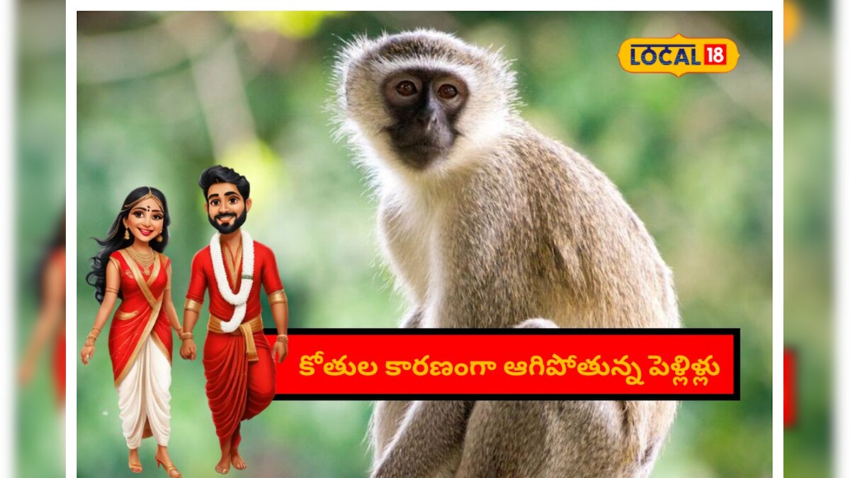 Bihar village where monkey rule of 10 years. పీటలపై పెళ్లిళ్లను ...