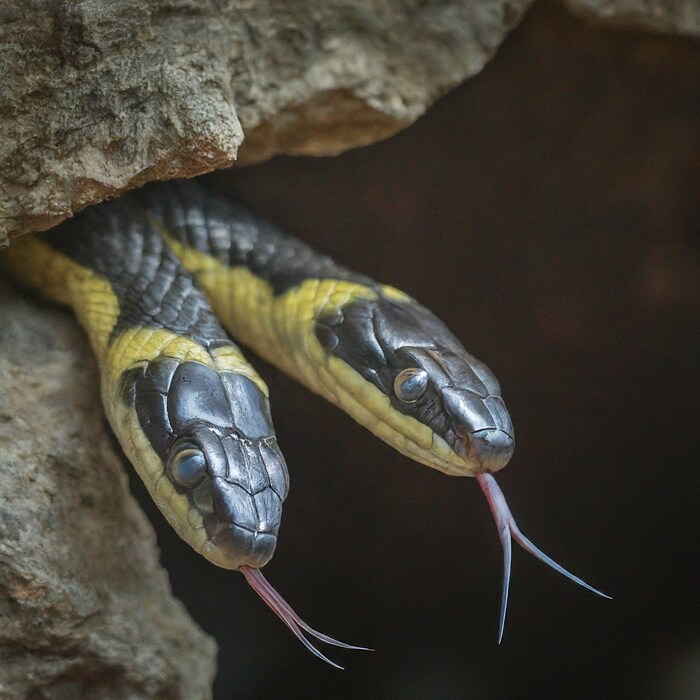 Two Headed Snakes: రెండు తలల పాములు నిజంగానే ఉంటాయా..? ఈ విషయాలు మీకు ...