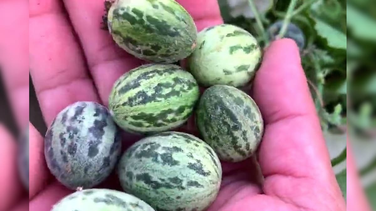 Vegetable kachariya: ఫ్రీగా దొడ్డిలో పండుతుంది.. ఈ సంజీవని కూరగాయ తింటే ...