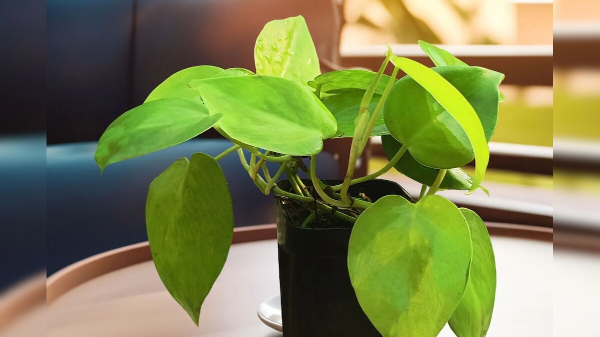 Money Plant: మనీ ప్లాంట్ బాగా పెరగాలంటే.. ఒక్క స్పూన్ ఇవి వేయండి చాలు.. ! | Month After Month ...