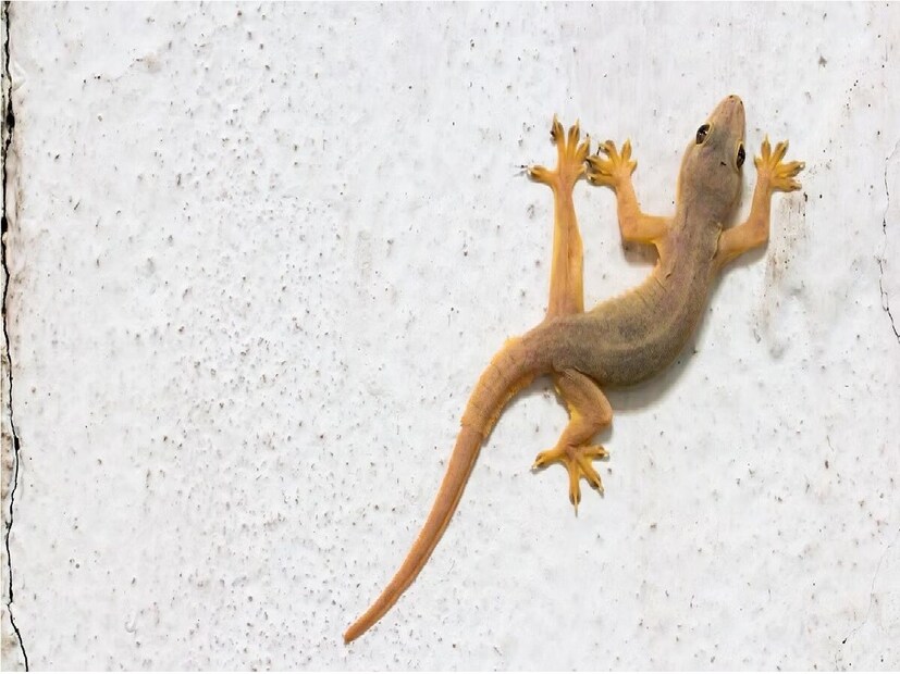 Lizard Repellent: కాఫీ పౌడర్, సోడా పొడితో ఈ చిన్న పని చేస్తే చాలు ...