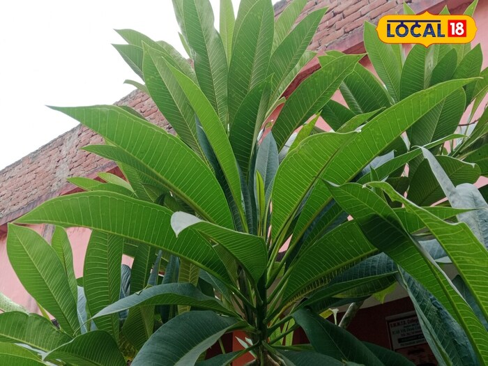 Deva Ganneru: కీళ్ల నొప్పులకు ఈ మొక్క దివ్య ఔషధం.. ఉపయోగాలు తెలిస్తే ...