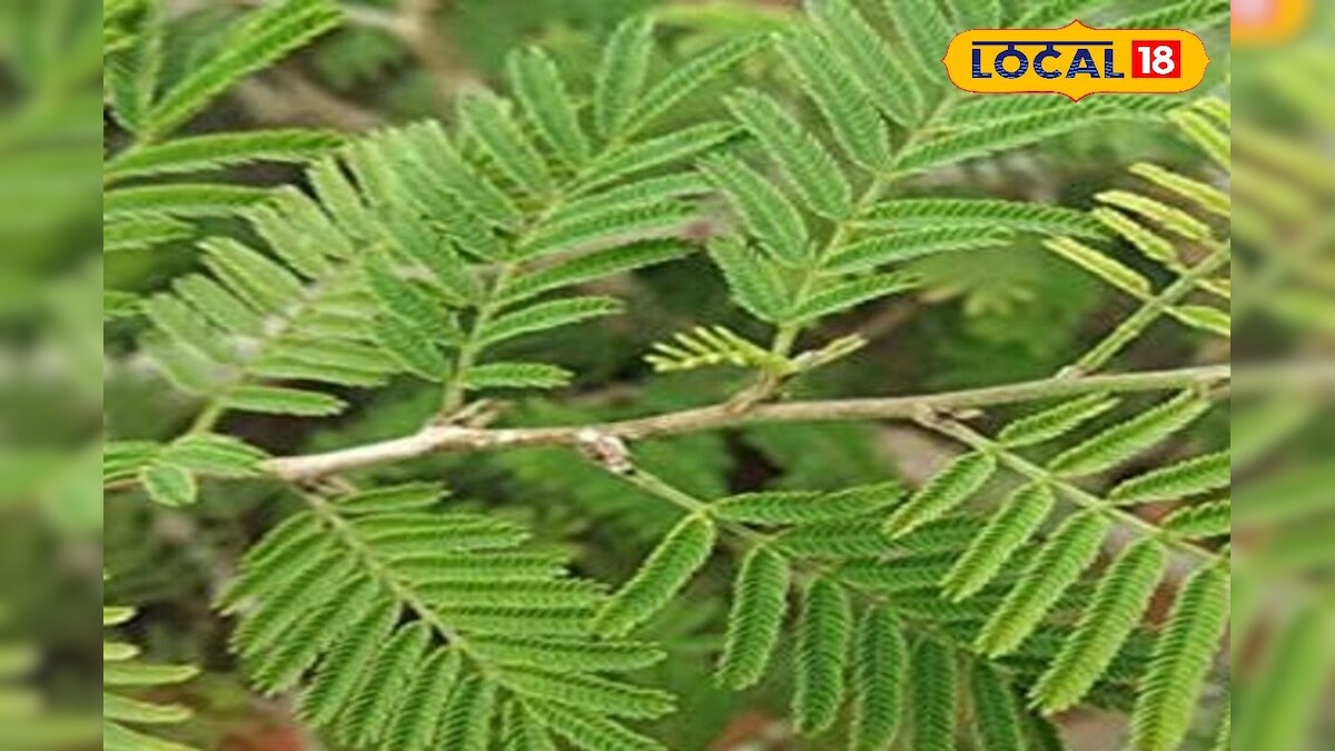 Vijaya Dashami: విజయ దశమి రోజున జమ్మి చెట్టుకు పూజలు ఎందుకు చేస్తారో ...