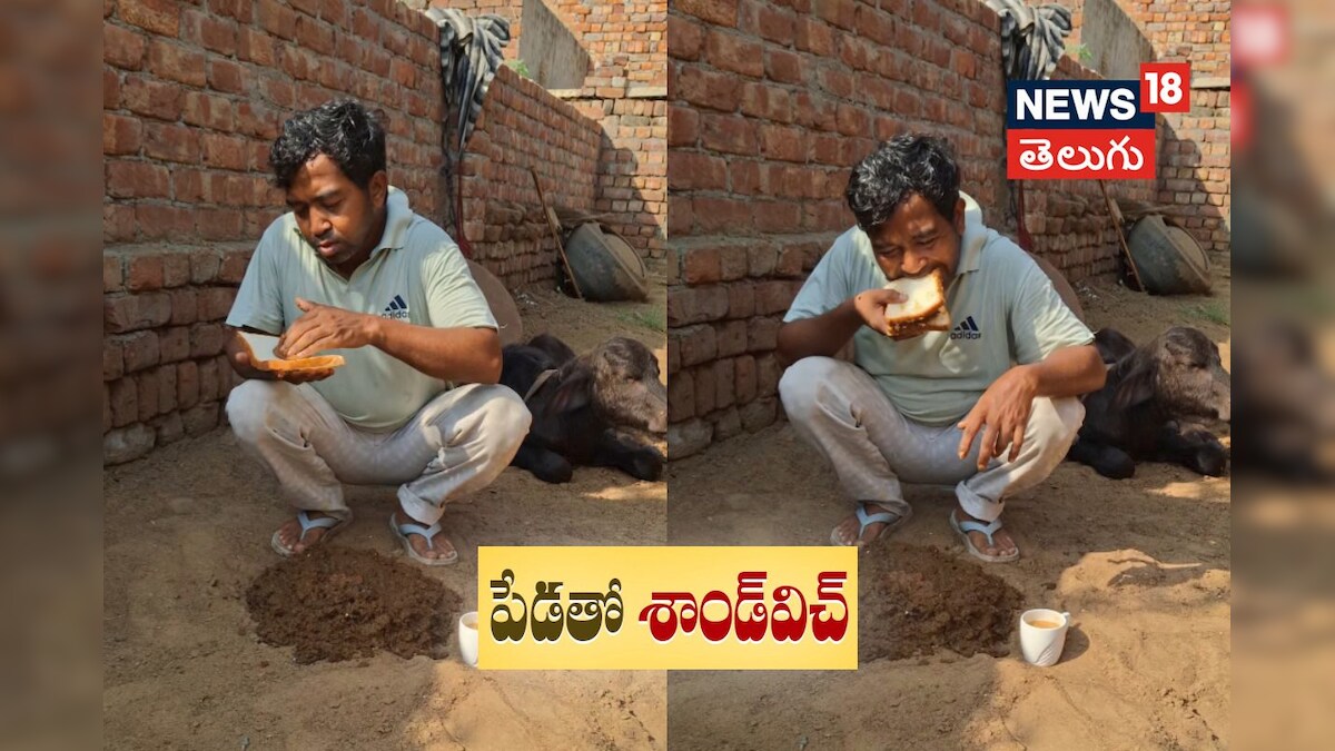 ఆవు పేడతో శాండ్‌విచ్.. రీల్ వీడియో కోసం ఎలా తిన్నాడో ఈ వీడియో చూడండి ...