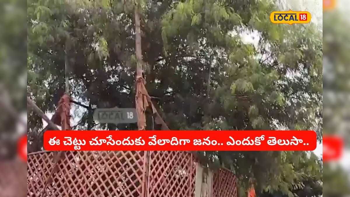 Trending: ఈ చెట్టు చూసేందుకు వేలాదిగా జనం.. ఎందుకో తెలిస్తే ...