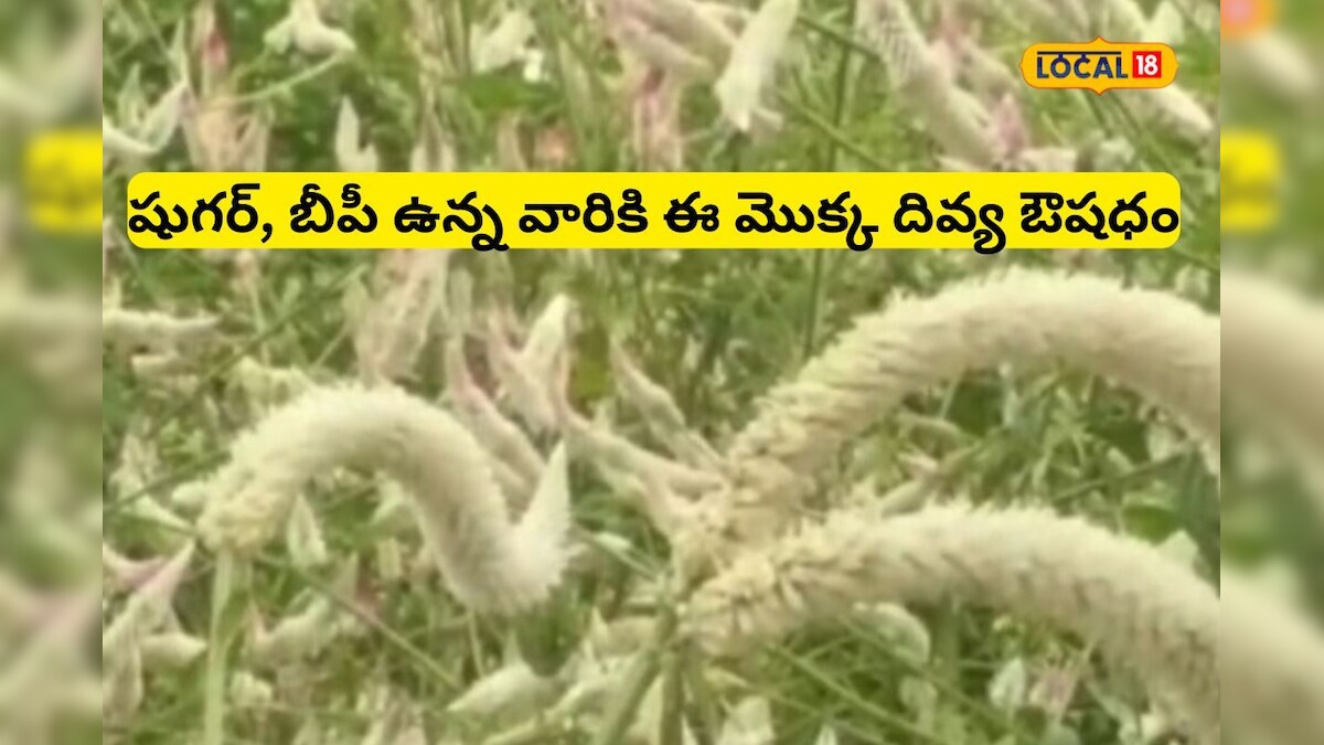 Health Tips: ఫ్రీగా దొరికే ఈ ఆకు తింటే షుగర్, బీపీ మాయమవ్వాల్సిందే ...