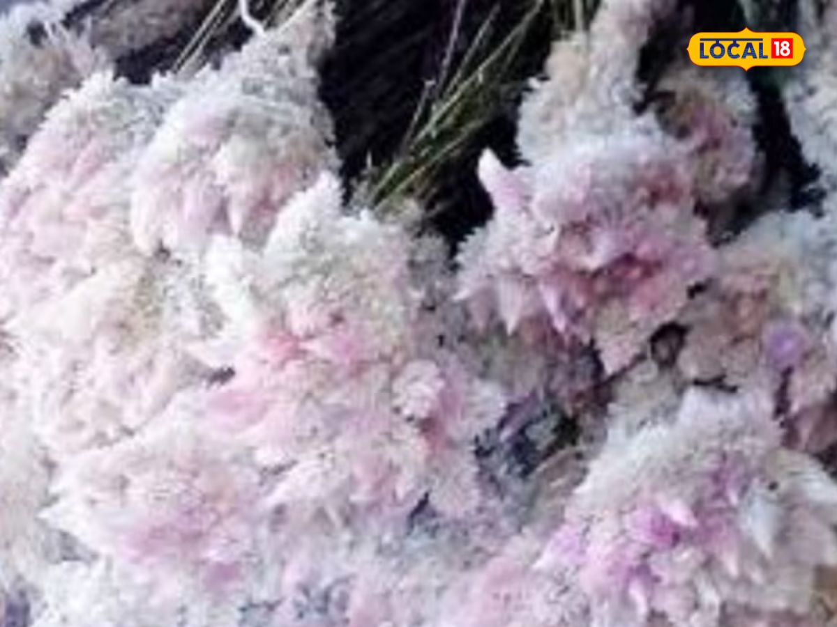 Gunugu Flowers: బీపీని కంట్రోల్‌లో ఉంచే పువ్వు.. షుగర్ కూడా పరార్ ...