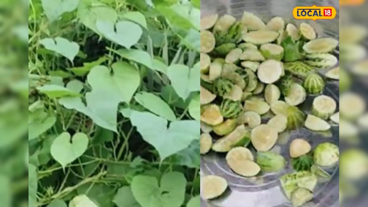 3 నెలలు మాత్రమే ఉండే ఈ కాయ.. ఒక్కసారి ఎండిన తర్వాత తింటే వ్యాధులన్నీ ...