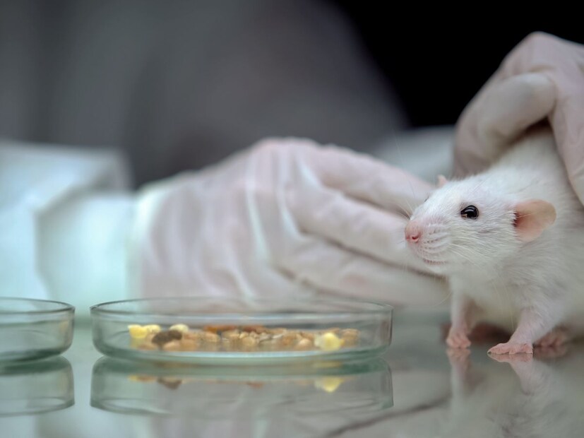 మనుషుల కోసం చేసే ప్రయోగాలు ముందు ఎలుకలపై ఎందుకు చేస్తారు..?| why are ...
