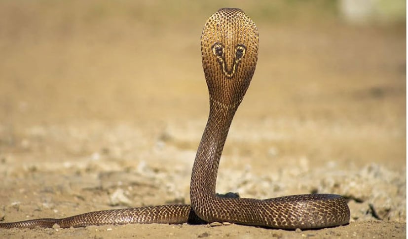 Snake Bite Death Compensation: పాము కాటుతో మరణిస్తే.. ప్రభుత్వం ఎంత ...