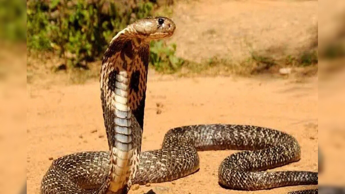 విషం చిమ్మే పాముల్ని తినే ఒకే ఒక్క జంతువు.. ఎందుకు తింటాయో తెలిస్తే ...