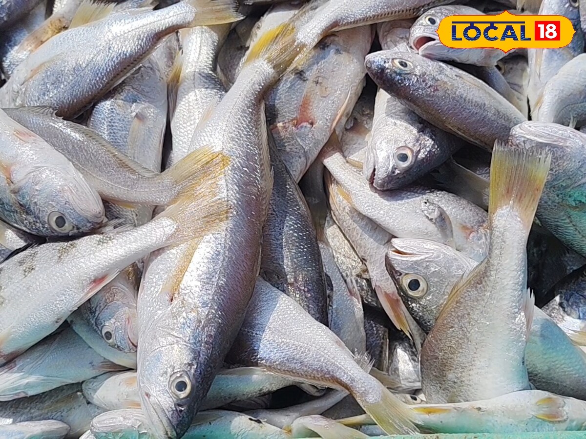 Kathalai fish: ఈ ఫిష్ ఆరోగ్యానికి చాలా మంచిది.. అనేక రోగాల నుంచి రక్షణ ...
