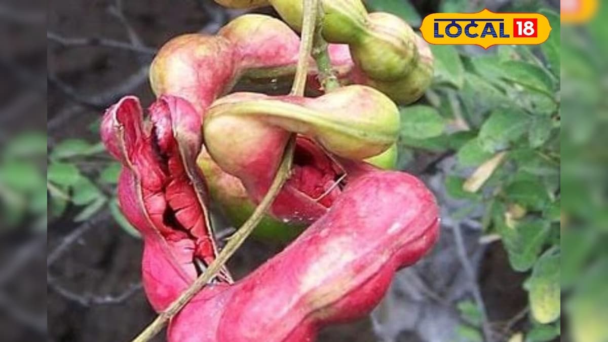 Seema Chintakaya: సీమ చింతకాయలు తింటే ఈ రోగాలు రావు.. దాని లాభాలు ...