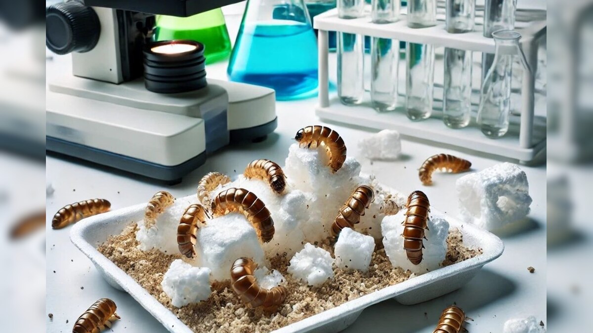 Plastic-Eating Insects: ప్లాస్టిక్‌ను తినే కీటకం పుట్టిందోచ్? ఇక ...