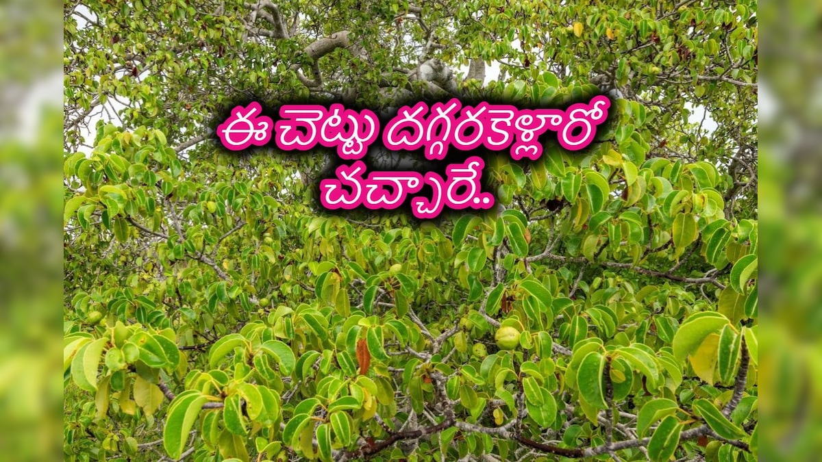 Most Toxic tree: ఈ చెట్టు విషం చిమ్మే పాముల కంటే డేంజర్.. పొరపాటున దాని ...