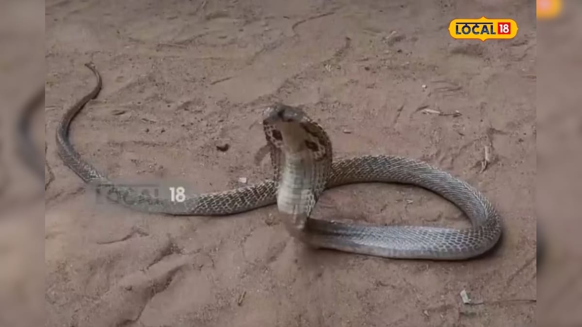 Snakes: ఏకంగా 20,000 పాములు.. నీ గట్స్‌కు హేట్సాఫ్! మీకు పాము కనిపిస్తే ...